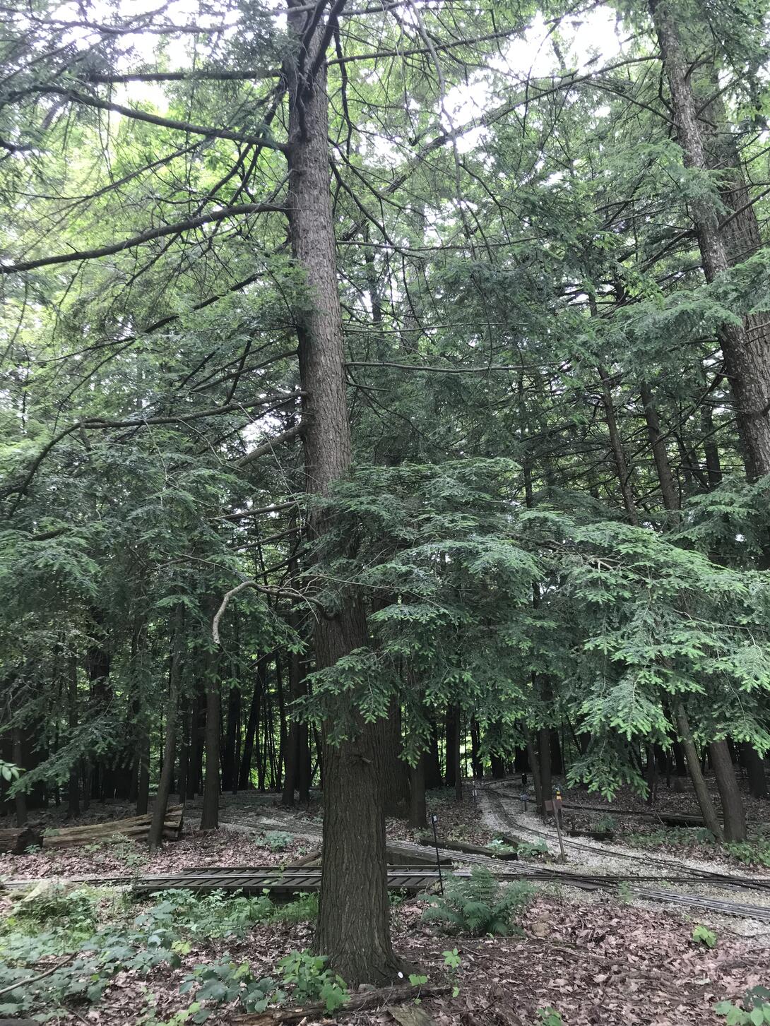 Eastern Hemlock | CMP Tree Selection Tool